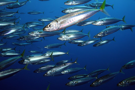 Mackerel Archives - GLOBAL EVERFRESH TRADING CO., LIMITED